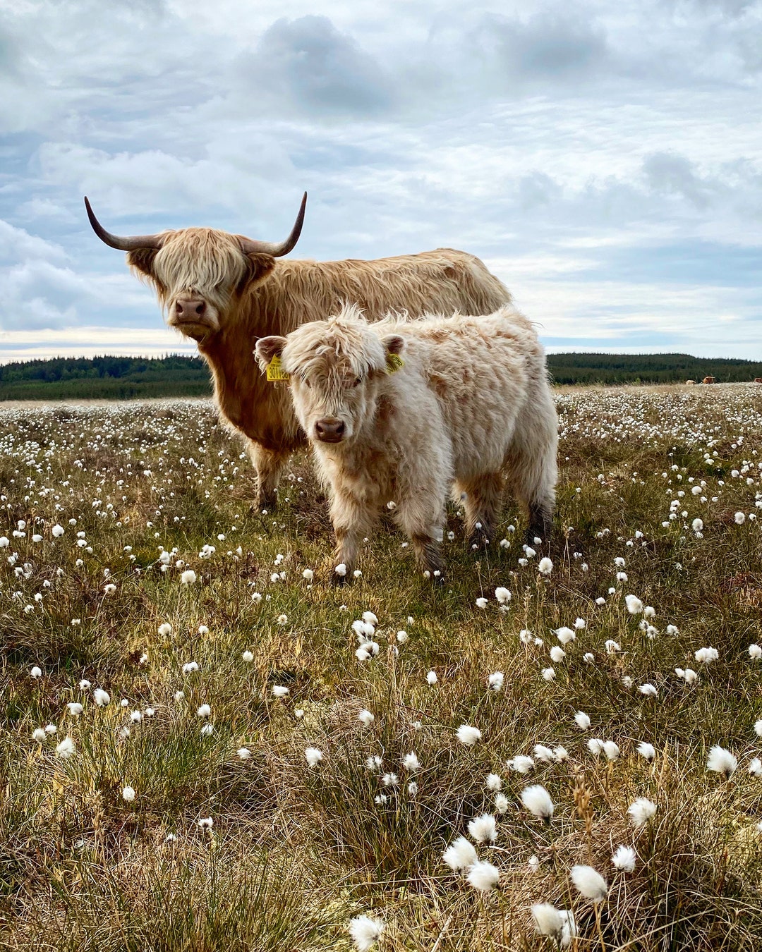White Highland Cow and Calf in Bog Cotton - Etsy
