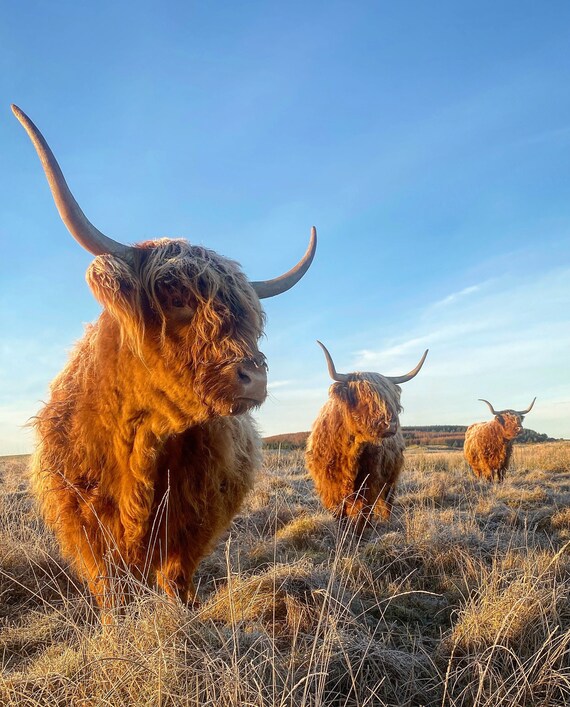 Frosty Trio of Coos - Etsy