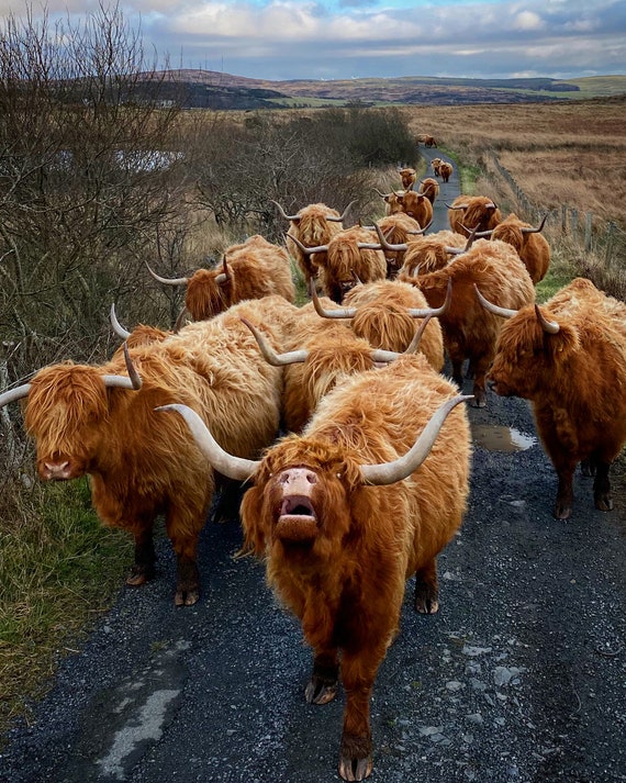 Highland Cow Traffic Jam - Etsy