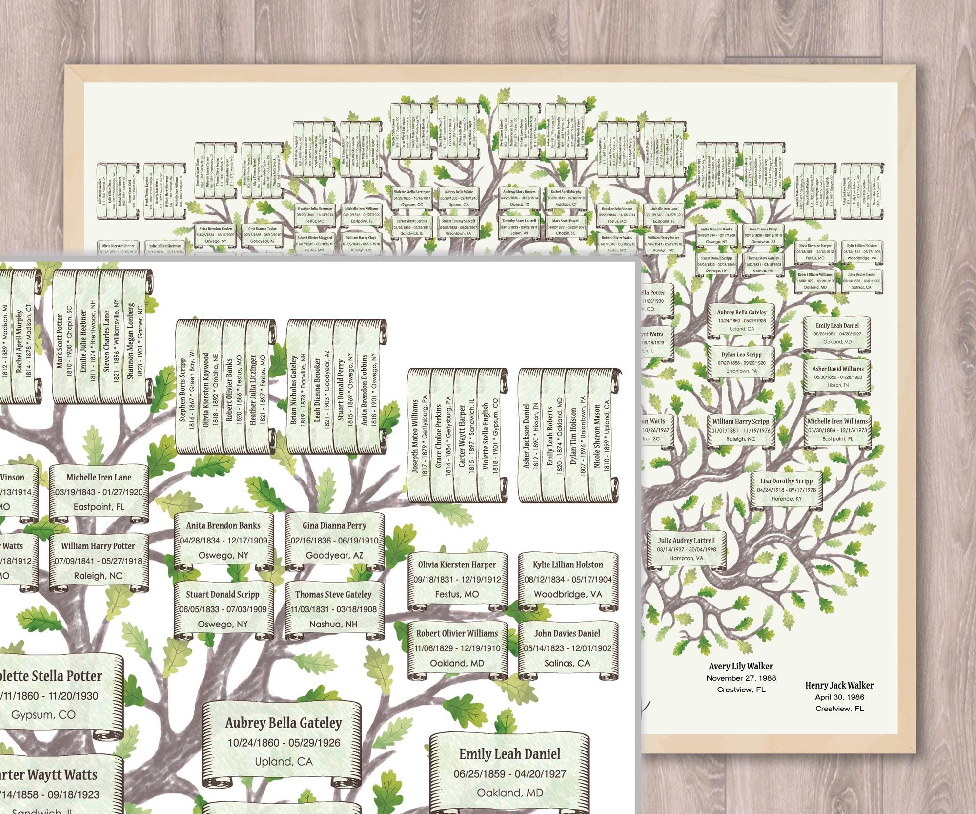 7 Generations Family Tree Template: Green Oak Curved Trunk Walki ...