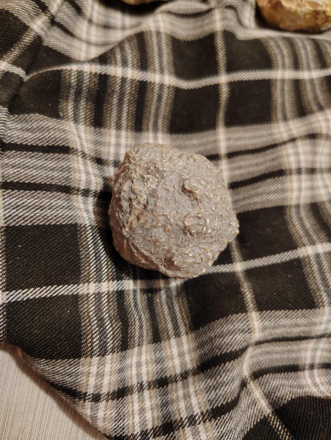 Fossil Dolatocrinus Sp. Crinoid Devonian - Etsy