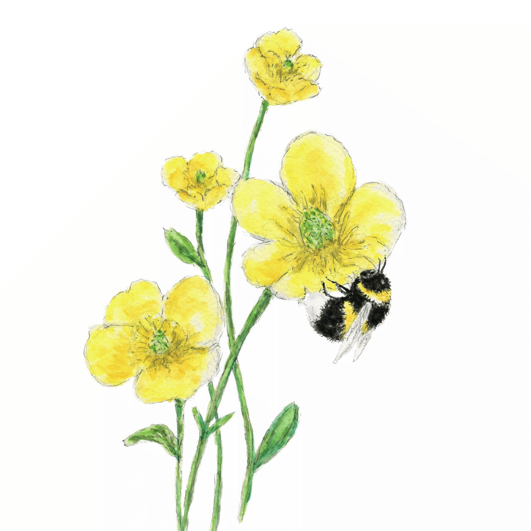 Buttercup Bee Blank Bee Card Bee Greeting Card Flower Card Flower ...
