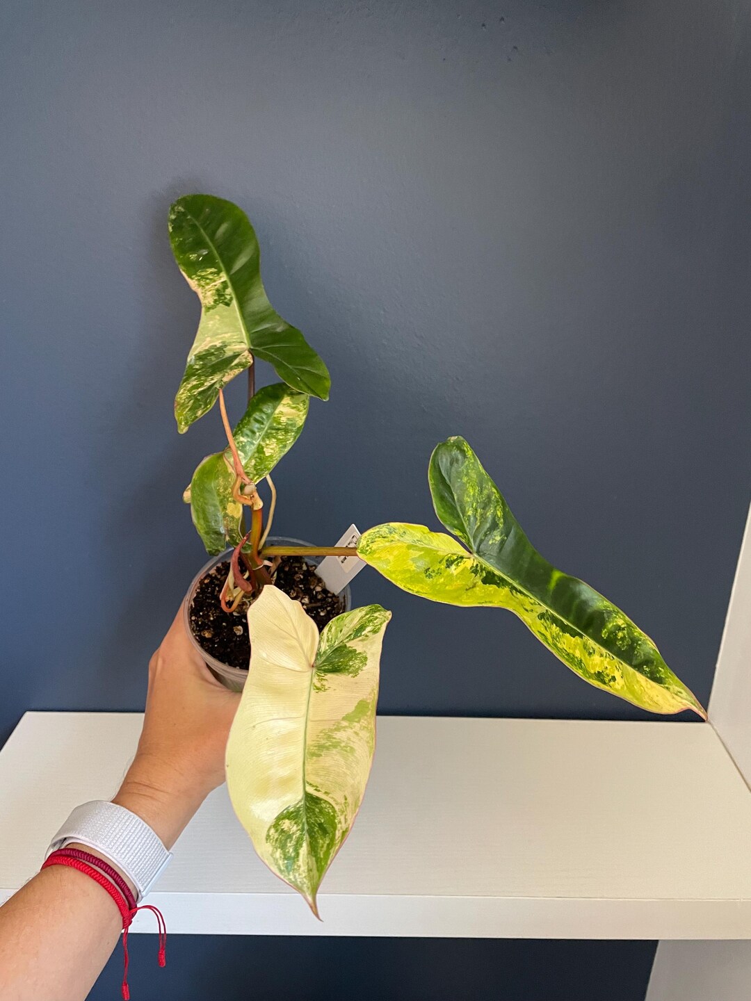 US Seller / Philodendron Jennifer ( Florida Beauty X Billietiae) Red ...