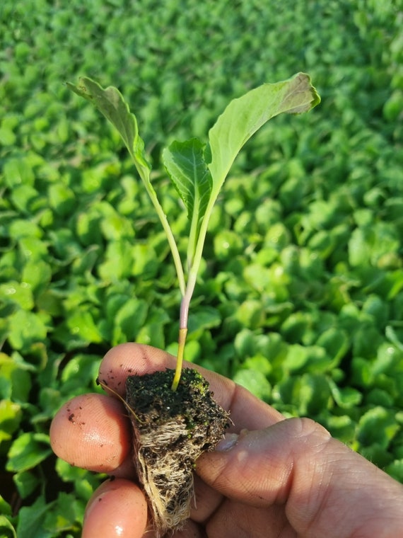 Savoy Cabbage Plug Plants grow Your Own - Etsy UK