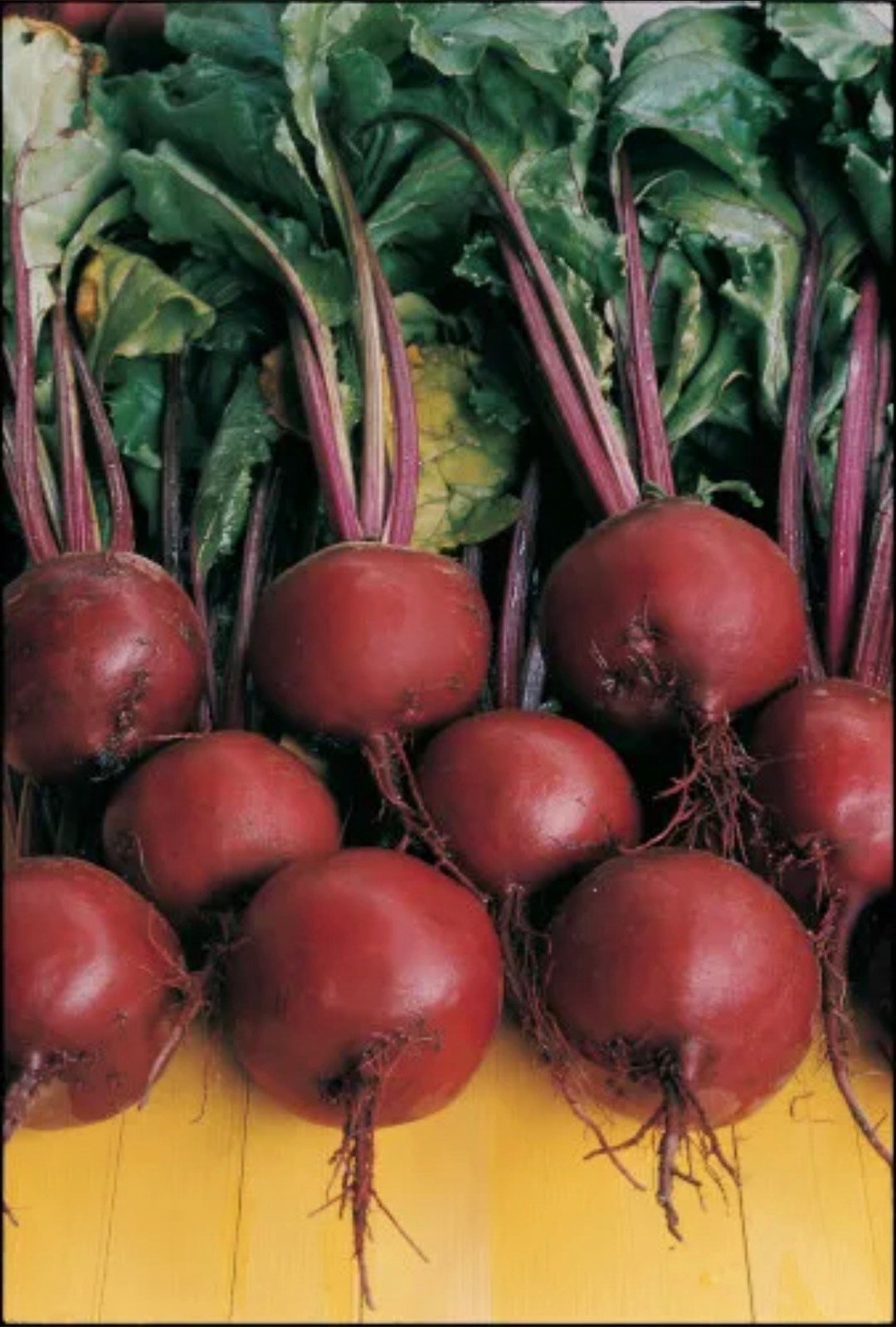 Beetroot Plug Plants - “grow Your Own” Vegetable Roots **LETTERBOX ...