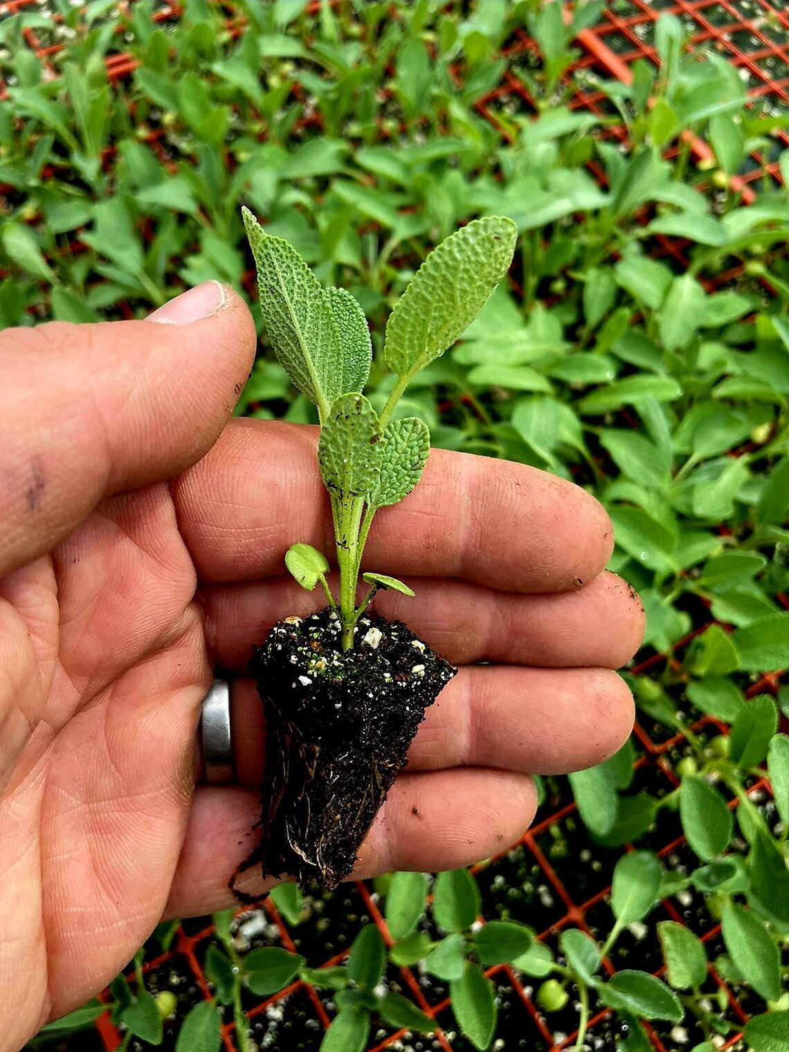 Herb Plug Plants MIXED PACK “grow Your Own" Herbs 'ready to Plant Now ...