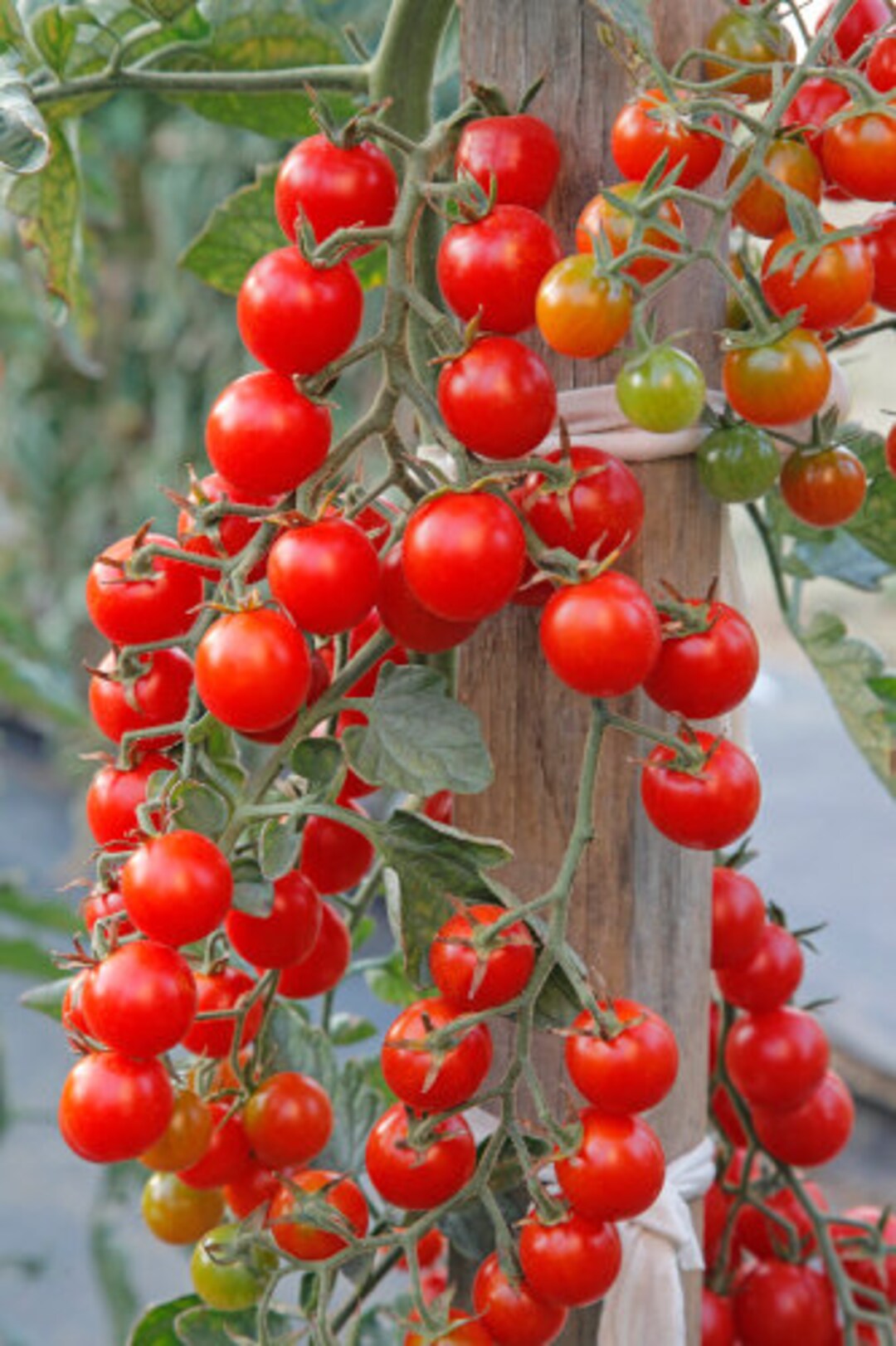 Red Cherry Tomato Plug Plants - "grow Your Own" Fruit **LETTERBOX ...