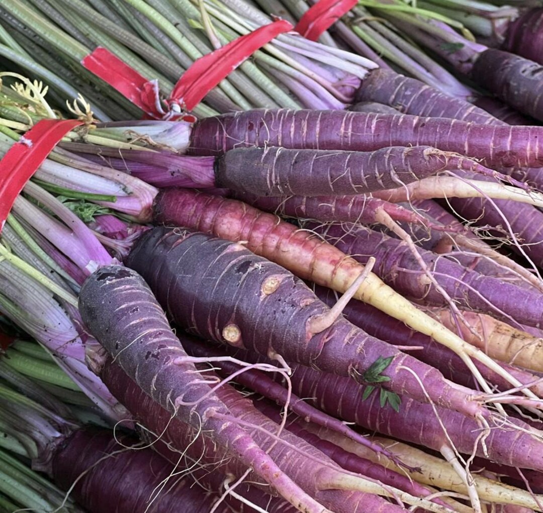 Purple Carrot Plug Plants "grow Your Own" Vegetables **LETTERBOX ...