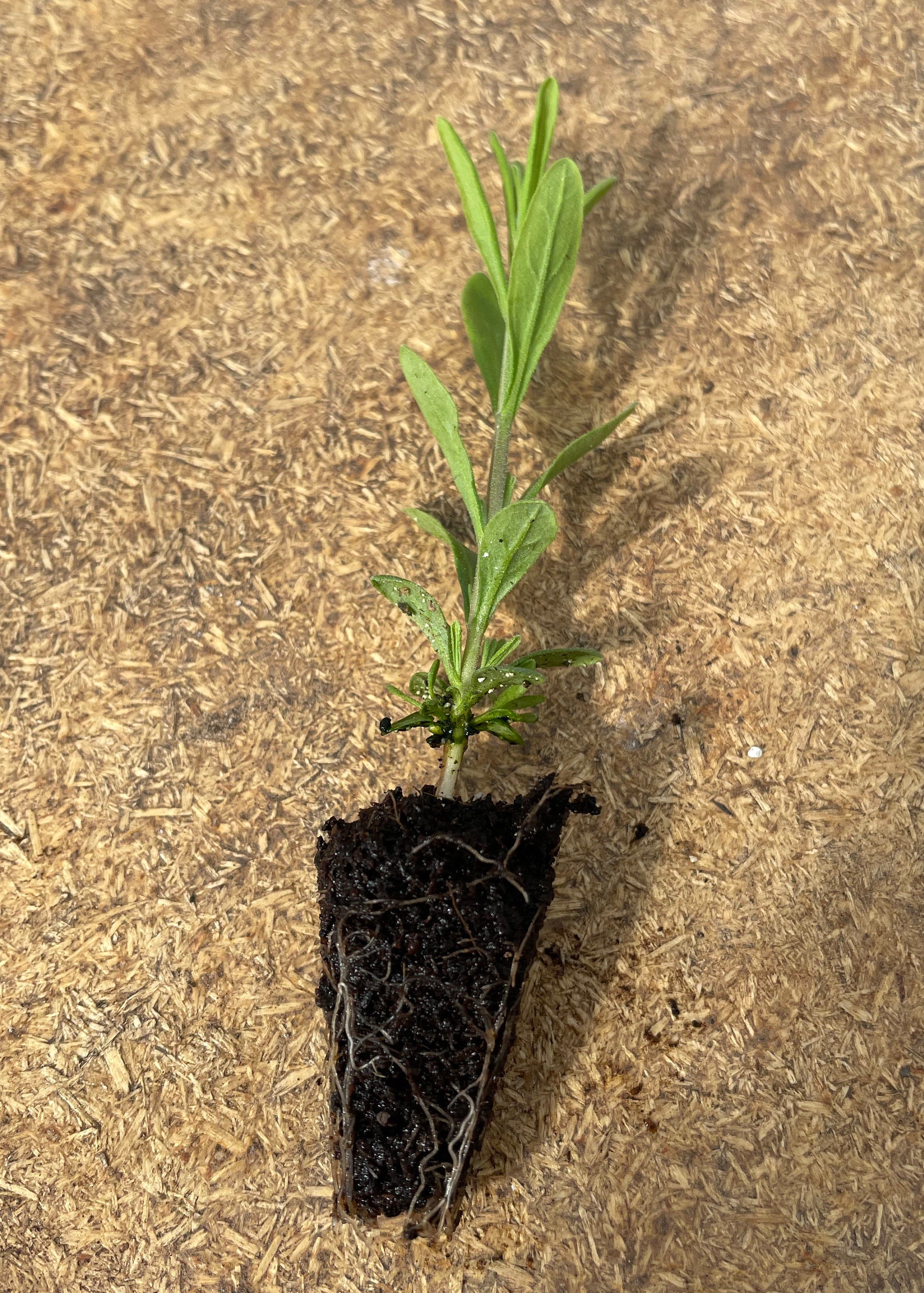 Herb Plug Plants MIXED PACK “grow Your Own" Herbs 'ready to Plant Now ...