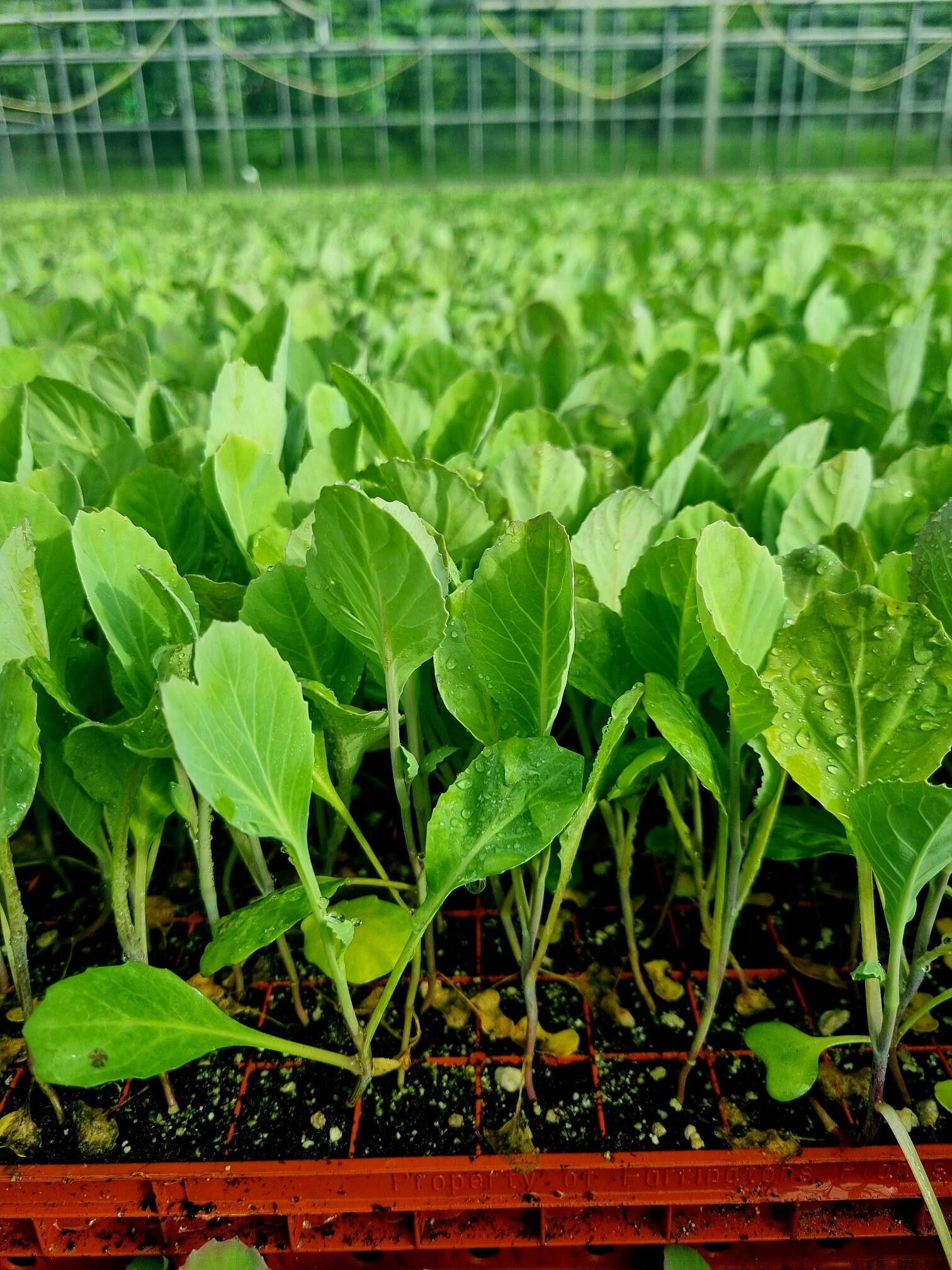 Cabbage Plug Plants MIXED PACK "grow Your Own" Vegetables 'ready to ...