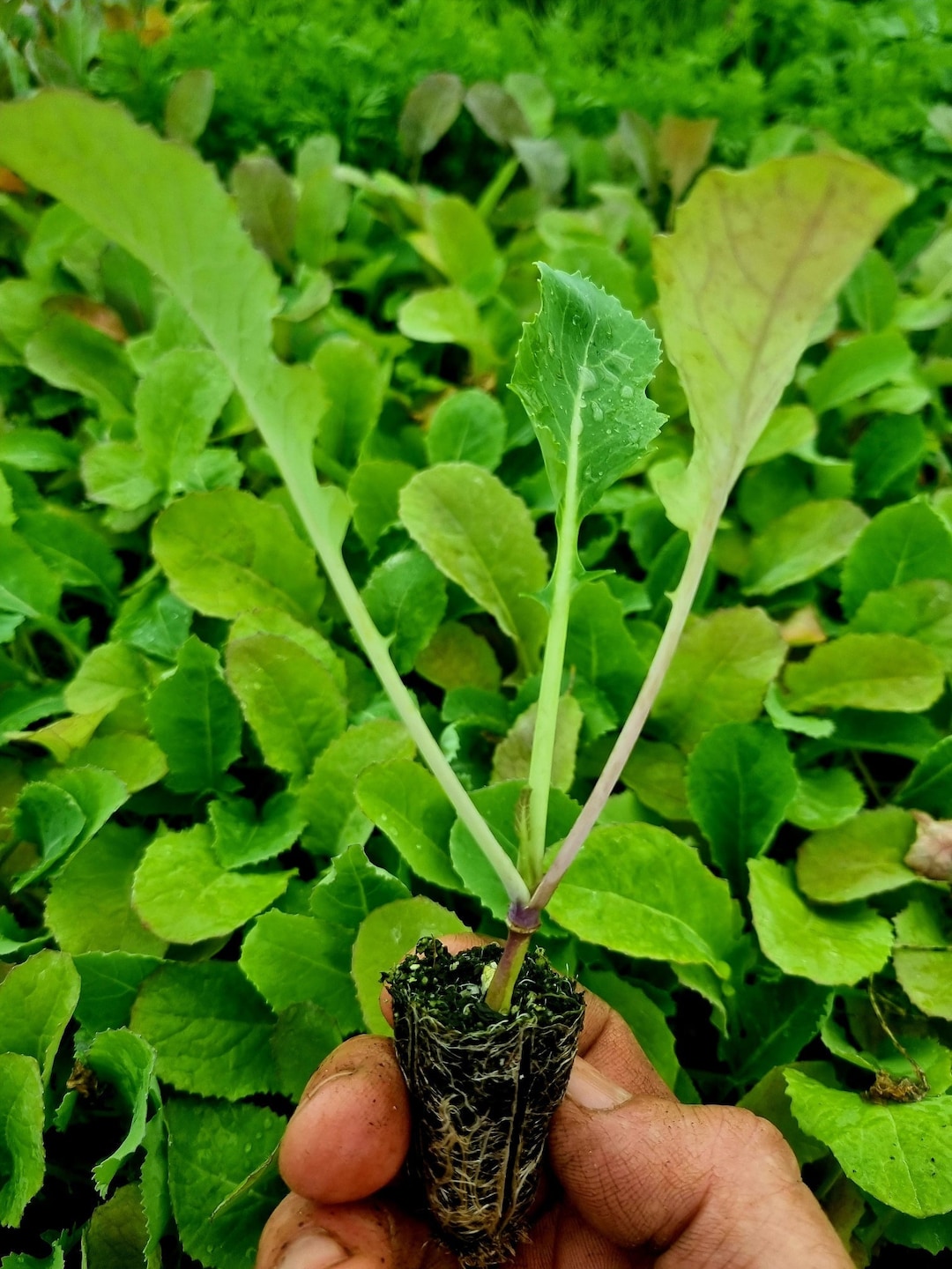 Swede Plug Plants "grow Your Own" Vegetables "ready to Plant ...