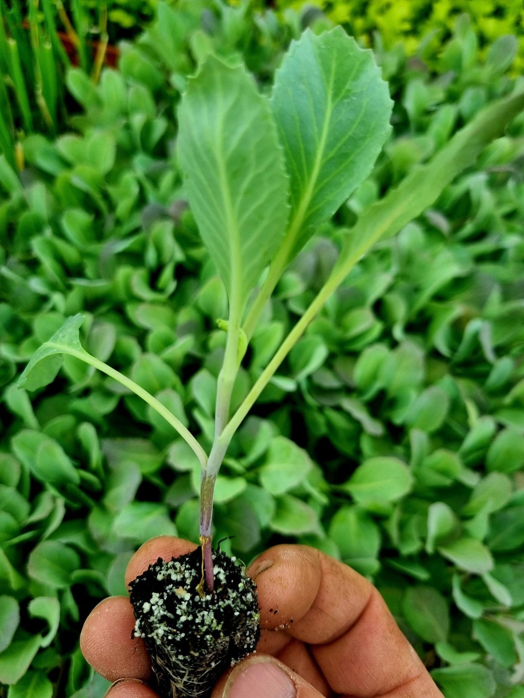 Cabbice Cabbage Plug Plants SWEET FLAVOUR "grow Your Own" Vegetables ...