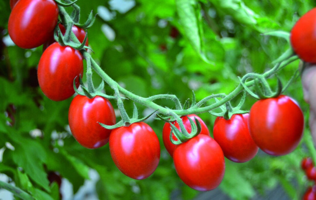 Red Mini Plum Tomato Plug Plants "grow Your Own" Fruit 'ready to Plant ...
