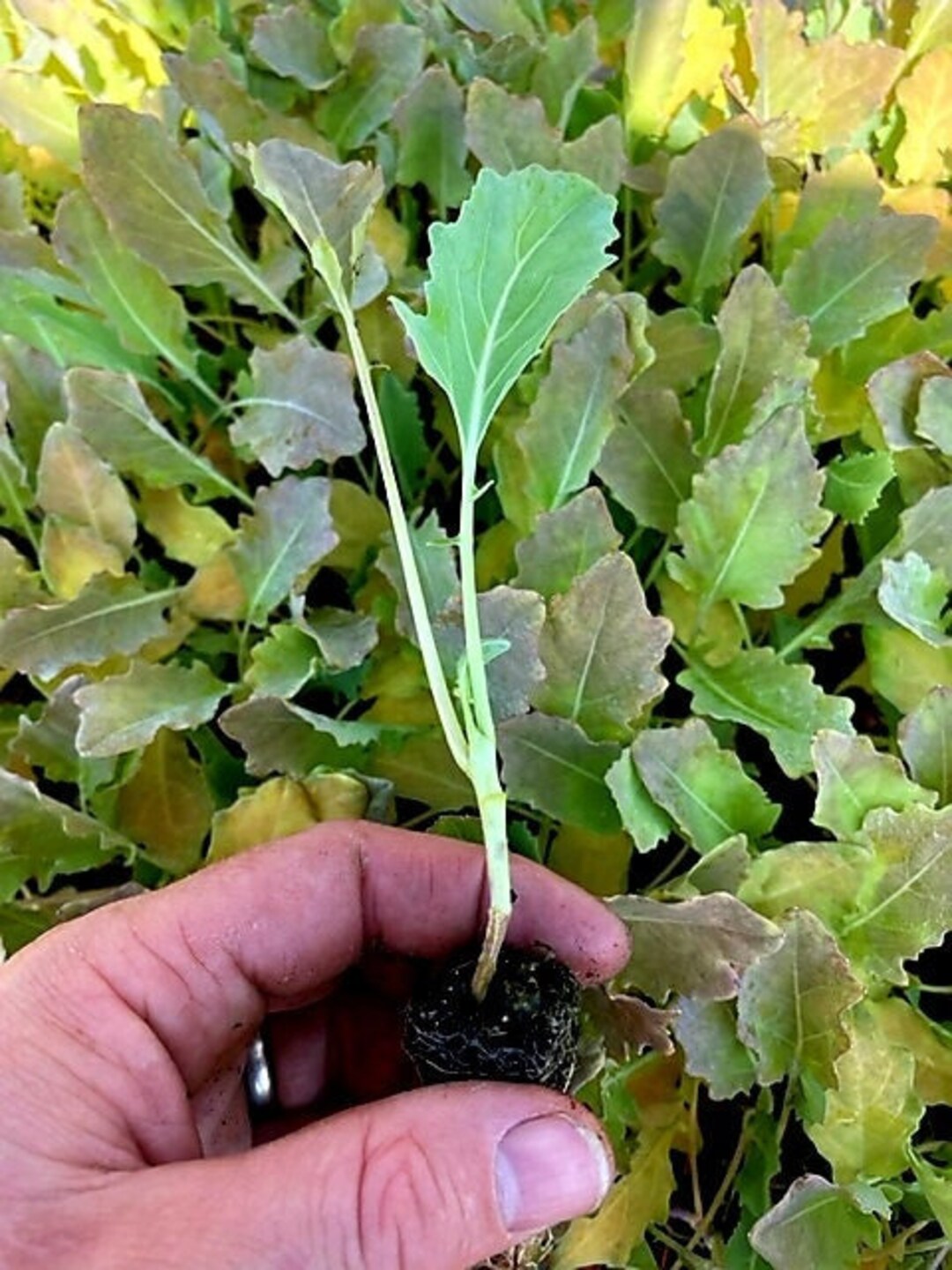 Kohl Rabi Red Plug Plants grow Your Own Vegetables LETTERBOX FRIENDLY ...