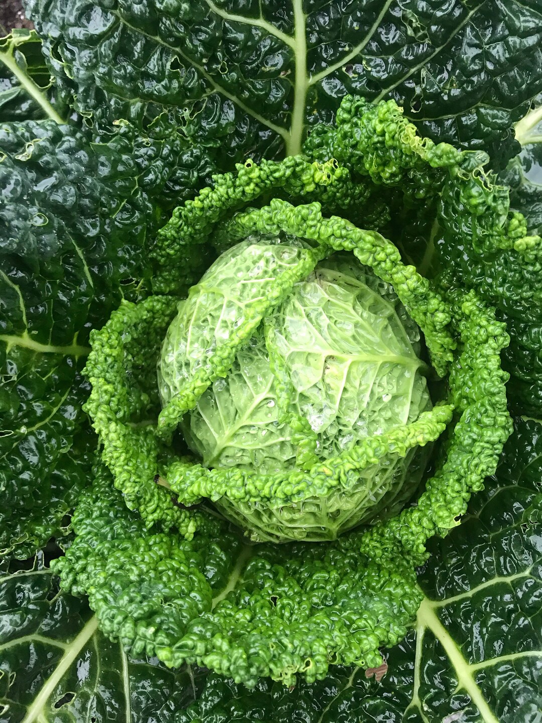 Savoy Cabbage Plug Plants - "grow Your Own" Vegetables **LETTERBOX ...