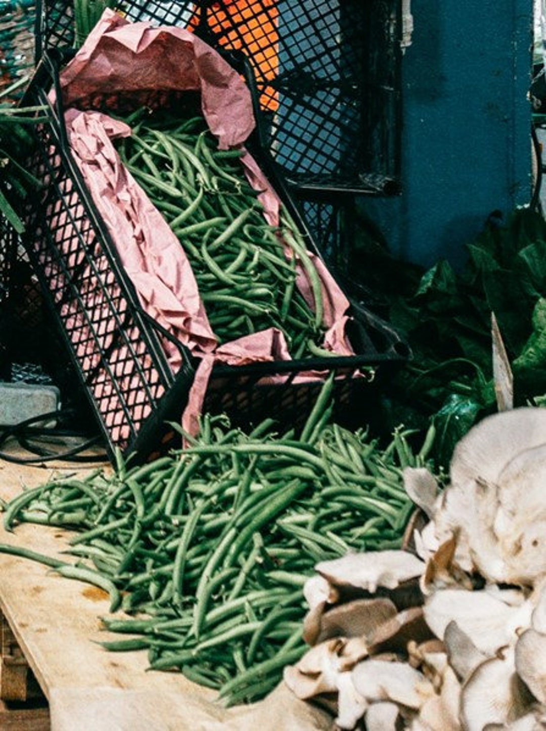 Broad Bean Plug Plants “grow Your Own” Vegetables **LETTERBOX FRIENDLY ...