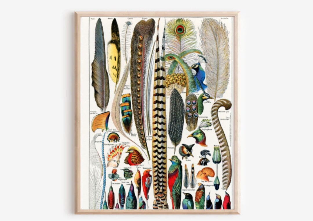 Vintage Feathers Art Print: Bird Illustration, Colorful Feather Poster ...