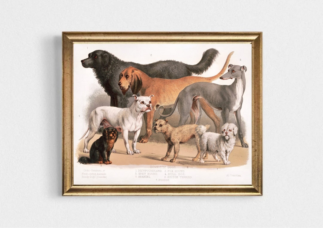 Vintage Dogs Art Print: Antique Breeds Portrait, Animals Poster - Etsy
