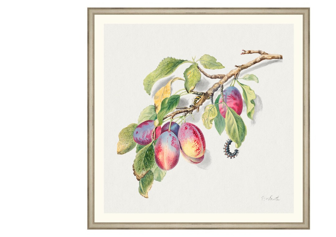 Vintage Prunes Branch Painting: French Country Wall Art - Etsy