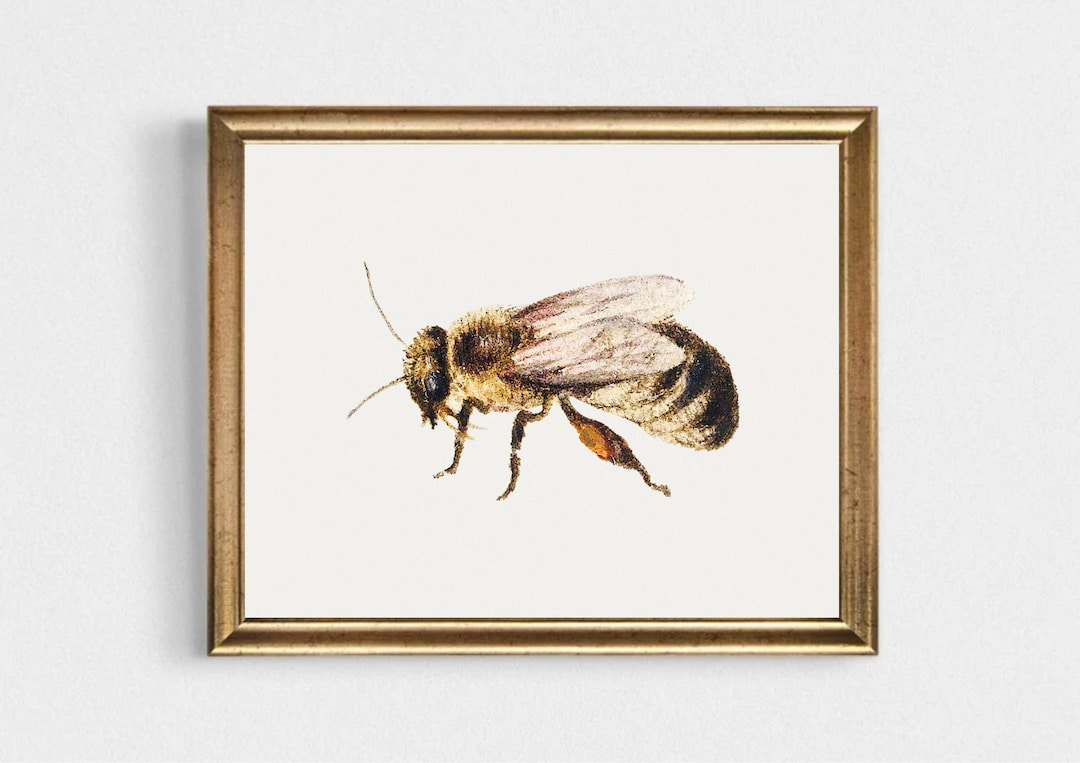 Antique Bee Drawing Print: Vintage Farmhouse Wall Art - Etsy