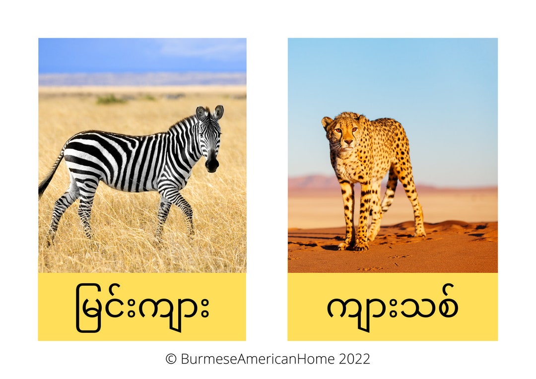 Zoo Animal Flashcards (in Burmese and English) - Etsy