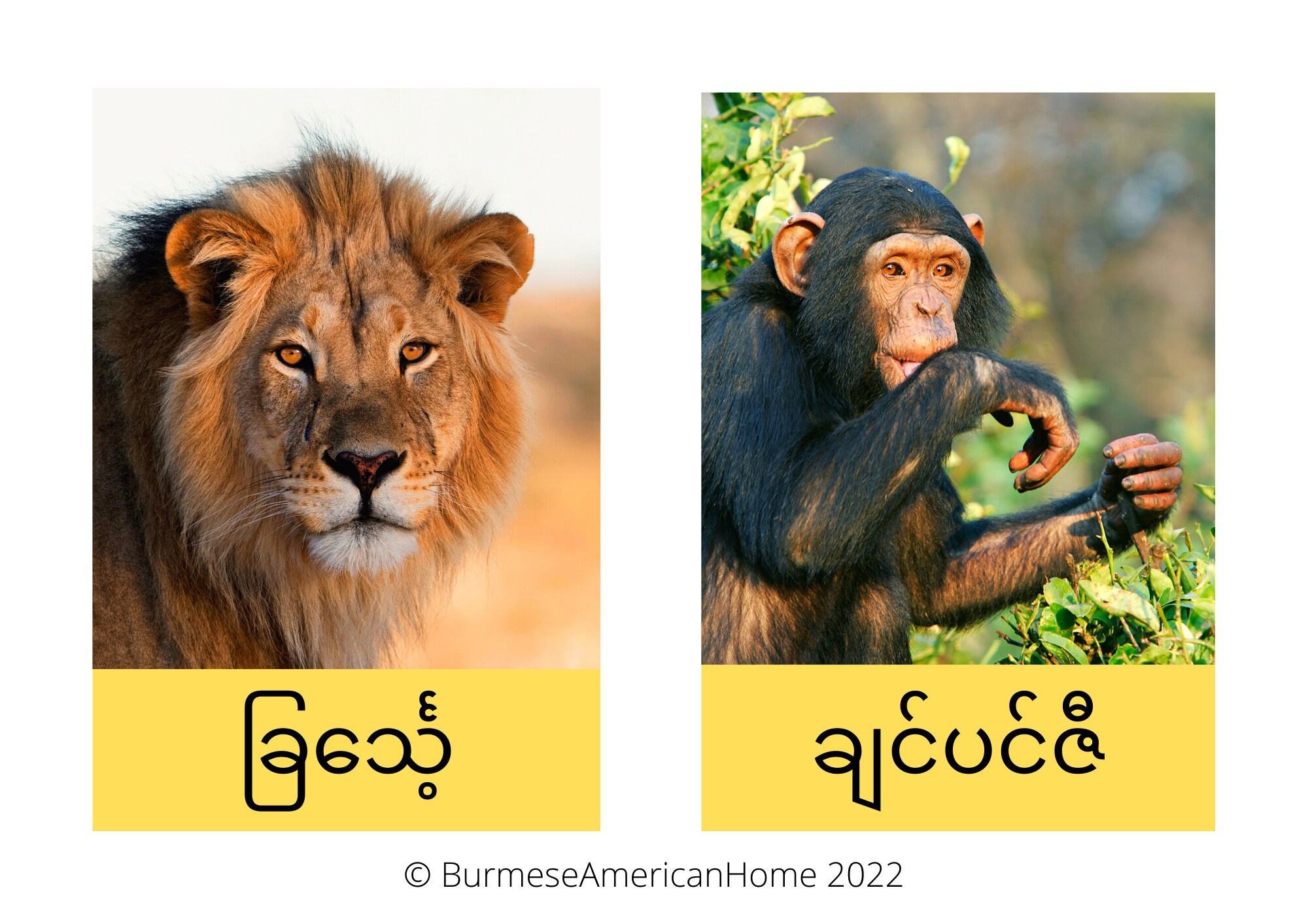 Zoo Animal Flashcards (in Burmese and English) - Etsy