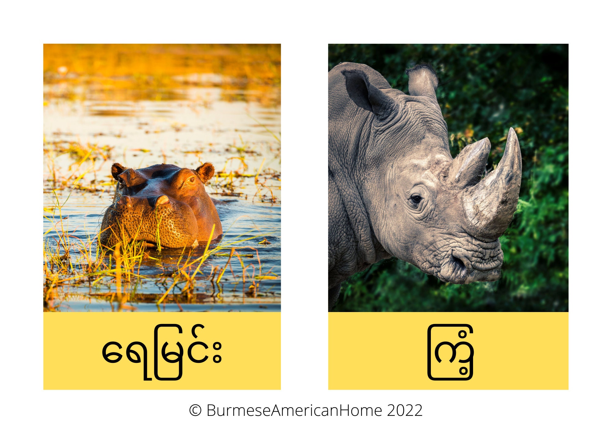 Zoo Animal Flashcards (in Burmese and English) - Etsy