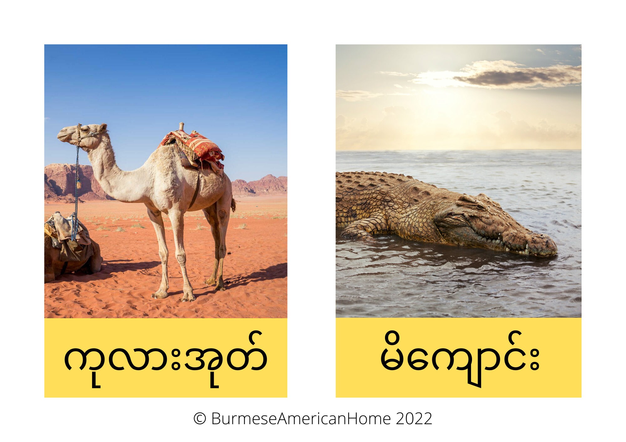 Zoo Animal Flashcards (in Burmese and English) - Etsy