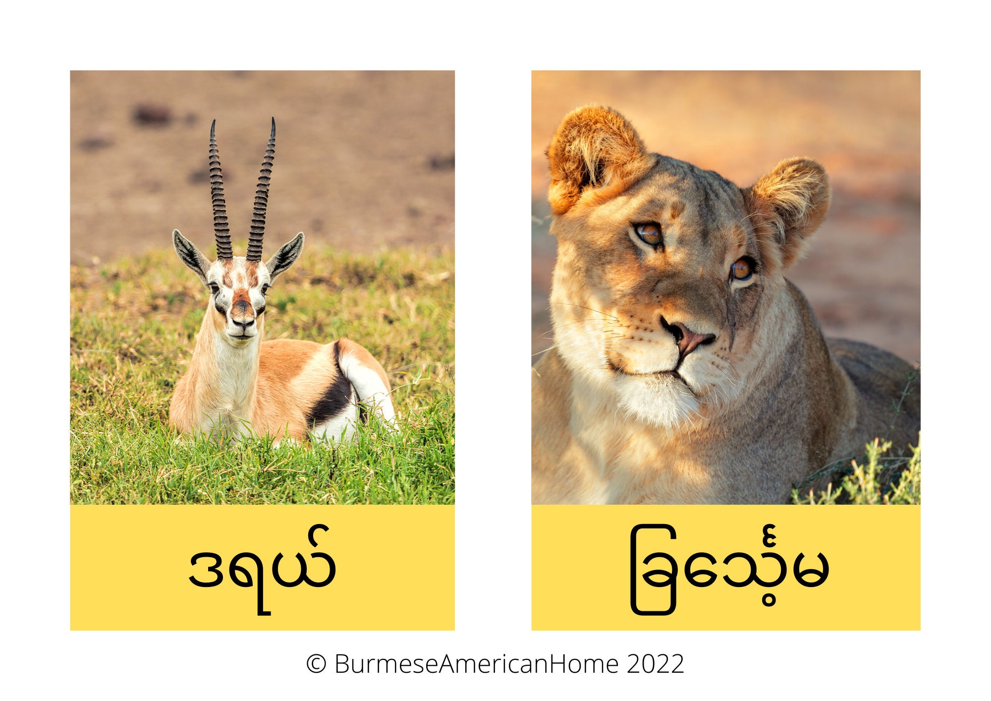 Zoo Animal Flashcards (in Burmese and English) - Etsy