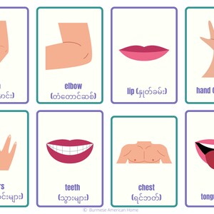 Body Parts Flashcards in Both English and Burmese - Etsy