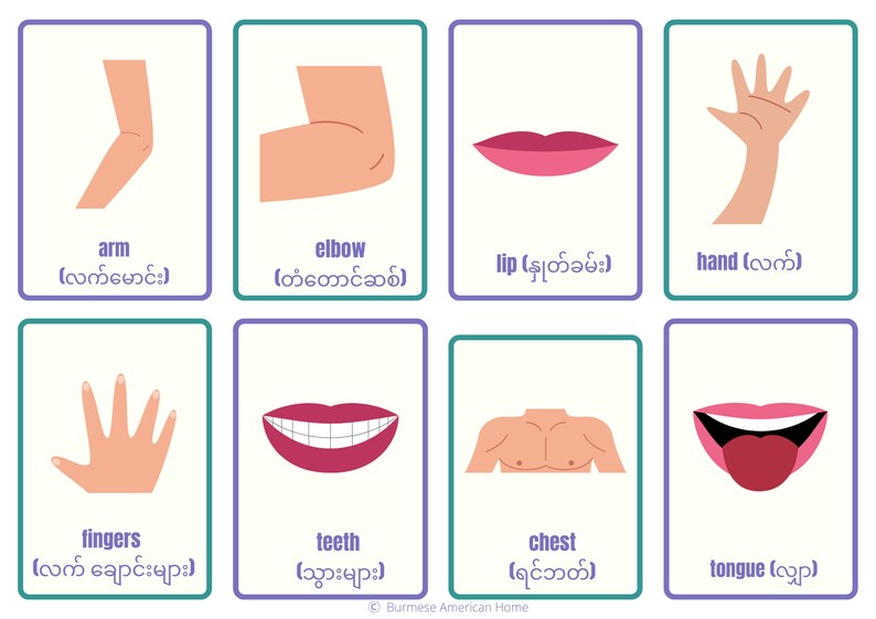 Body Parts Flashcards in Both English and Burmese - Etsy