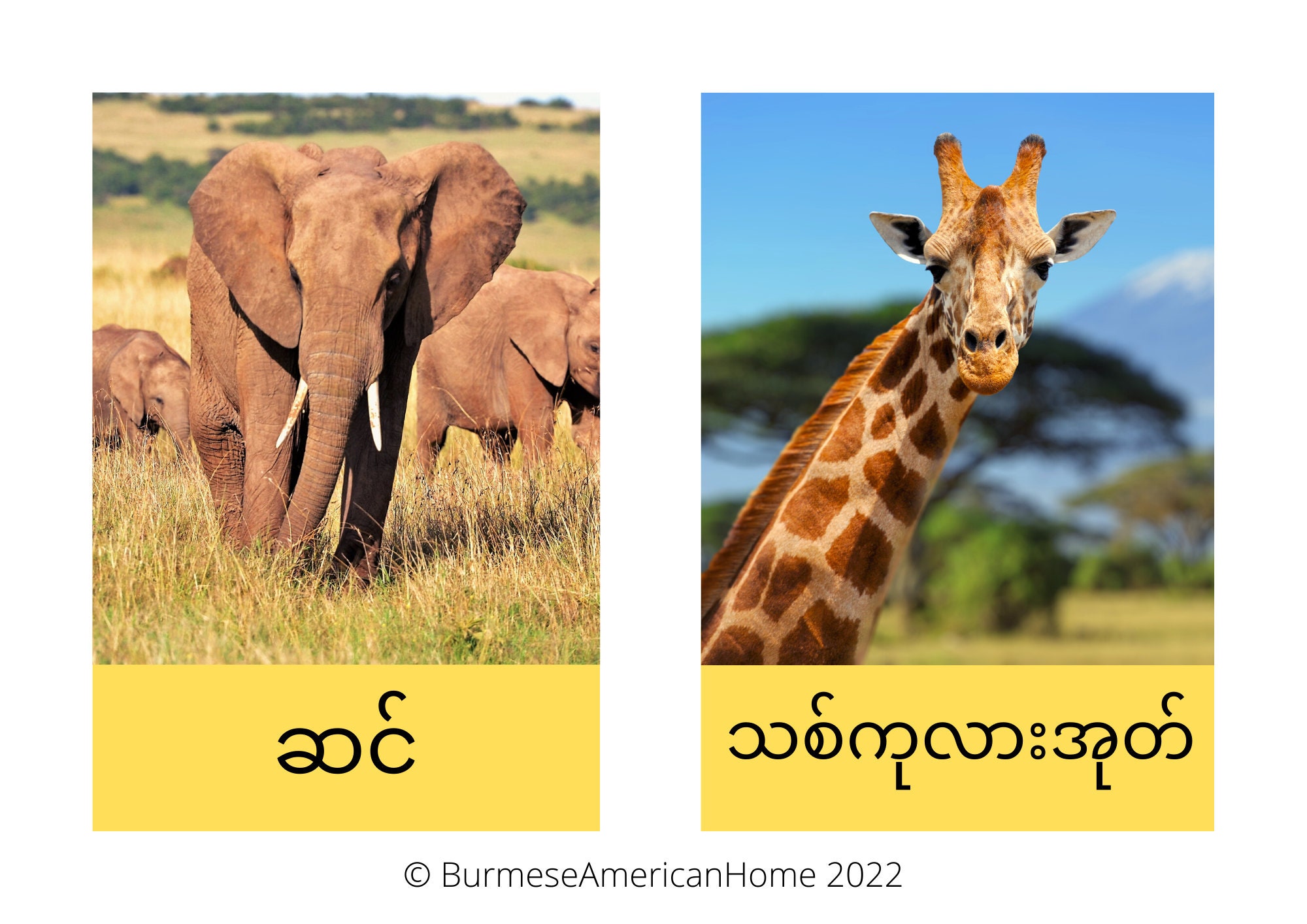 Zoo Animal Flashcards (in Burmese and English) - Etsy