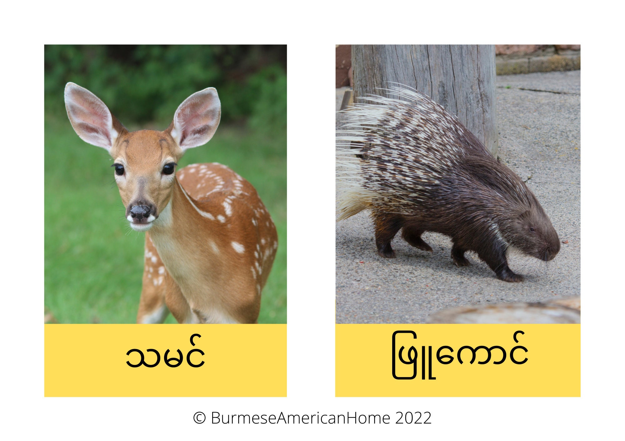 Zoo Animal Flashcards (in Burmese and English) - Etsy