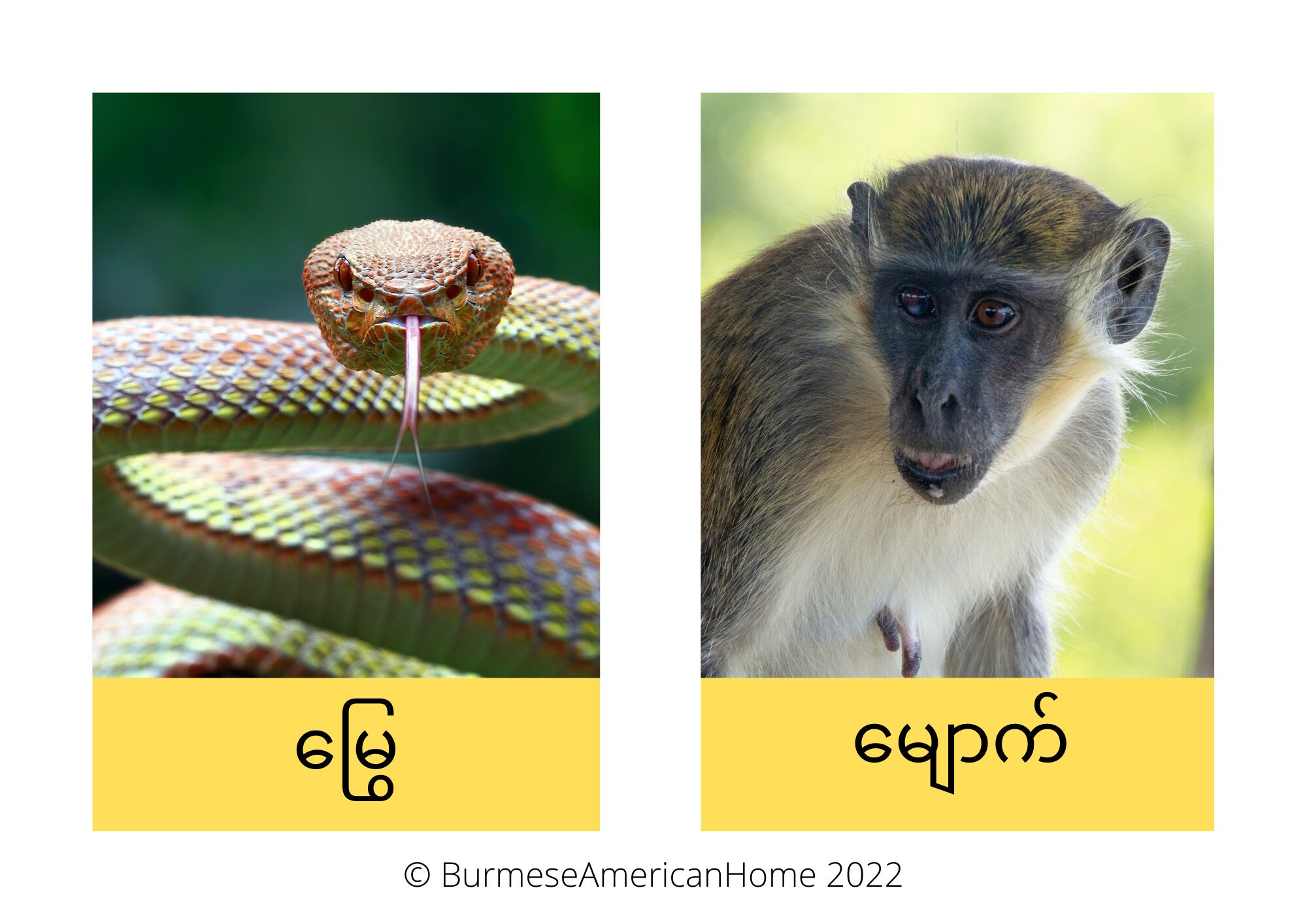 Zoo Animal Flashcards (in Burmese and English) - Etsy