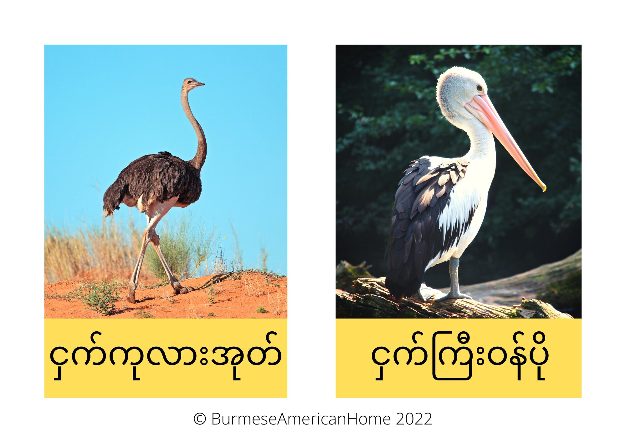 Zoo Animal Flashcards (in Burmese and English) - Etsy