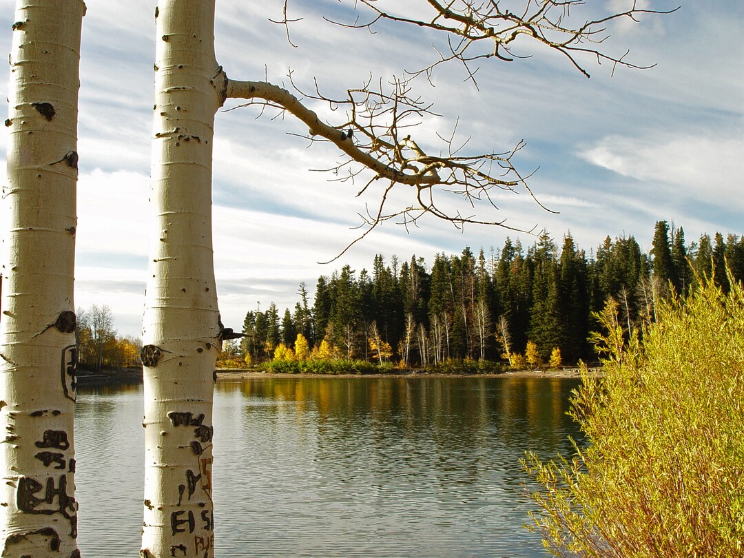 Birch Tree Lane Trees Tree Birches Water Lake Waves Mirroring - Etsy