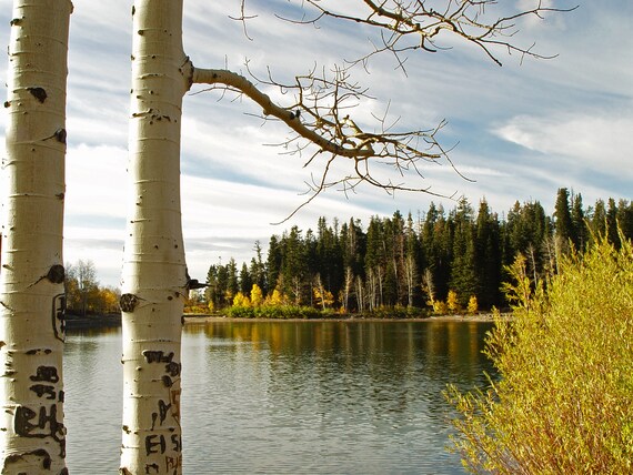 Birch Tree Lane Trees Tree Birches Water Lake Waves Mirroring - Etsy