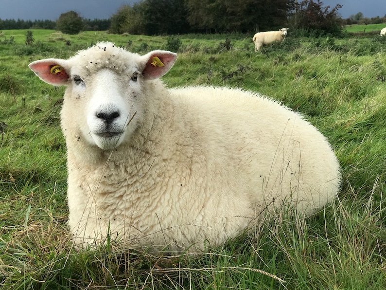 Irish Galway Heritage Wool Yarn Hank 250g, Product of Ireland, From ...