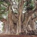 Family Tree Invisible Loyalties Clearing - Etsy