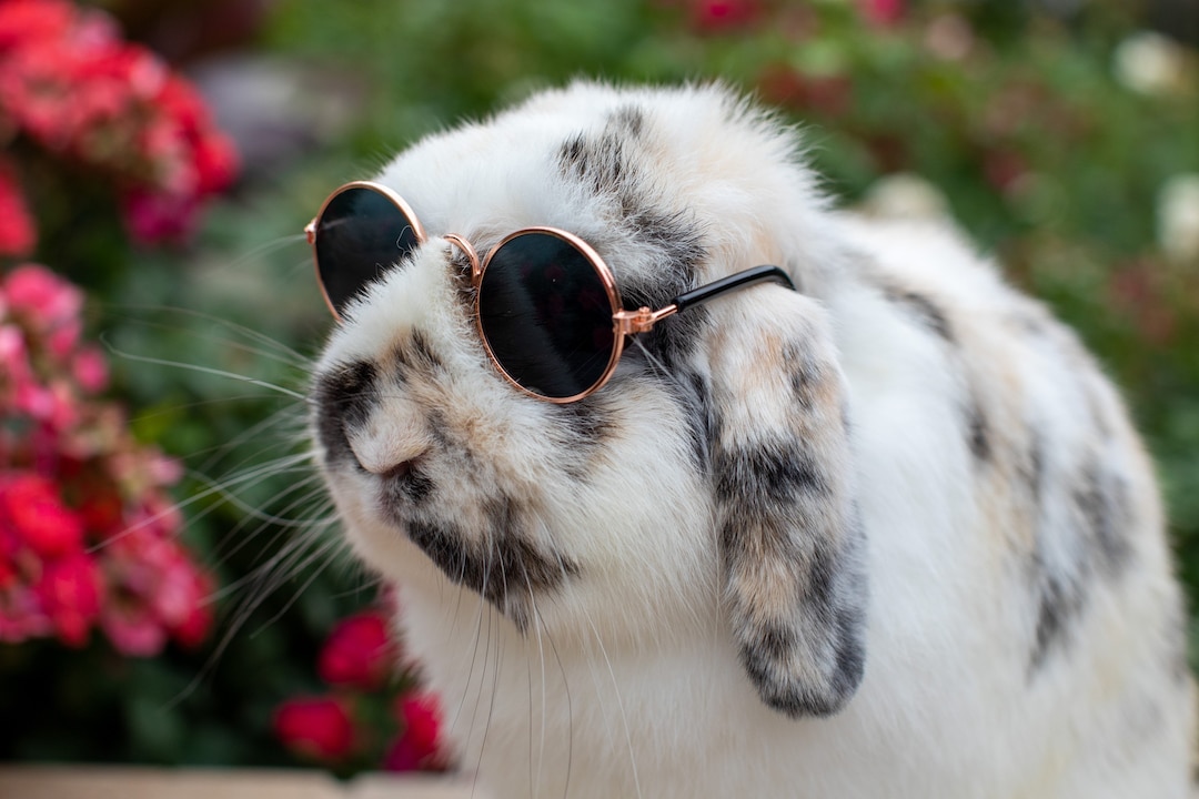 Bun-glasses | Sunglasses for Bunnies & Small Animals - Etsy