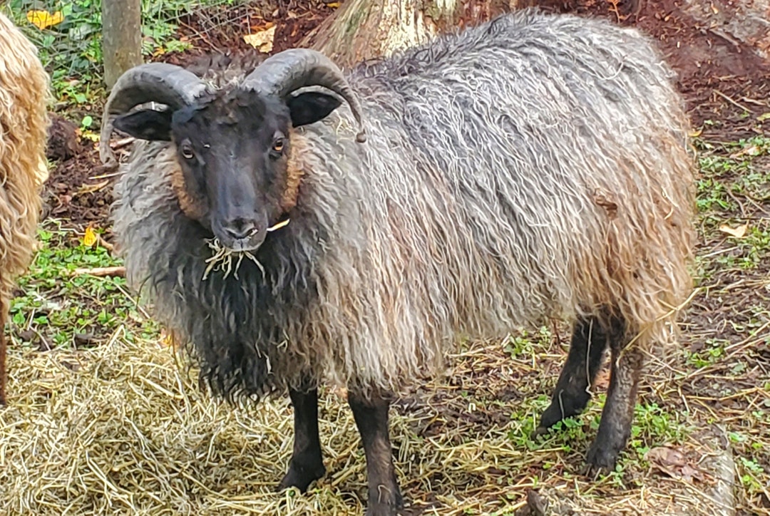 Ram Lamb Icelandic Sheep Wool Clean Locks Grey Black Brown - Etsy