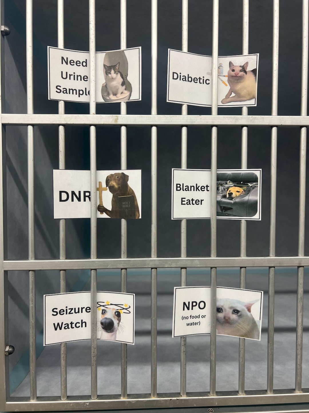 Veterinary Cage Cards - Etsy