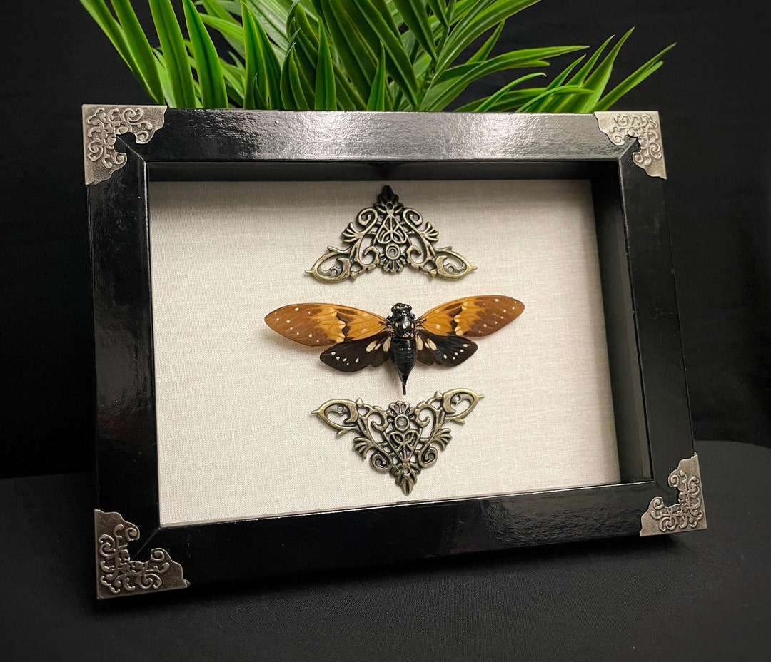 Real Amber Cicada in Shadow Box Frame Taxidermy Decor Gothic Home Decor ...