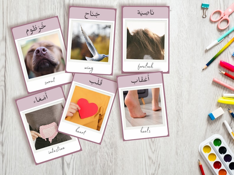 12 Quran Flashcards, Body Parts, Human Anatomy, PDF Islam Printable ...