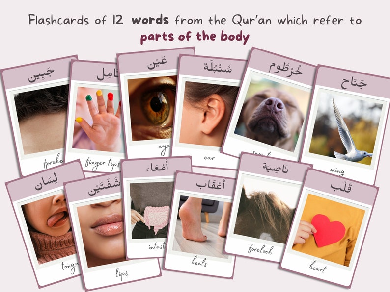 12 Quran Flashcards, Body Parts, Human Anatomy, PDF Islam Printable ...