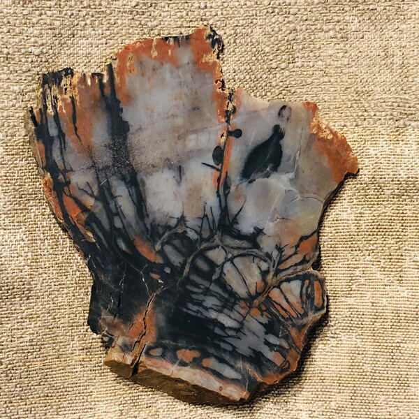 Petrified Wood Slab - Etsy
