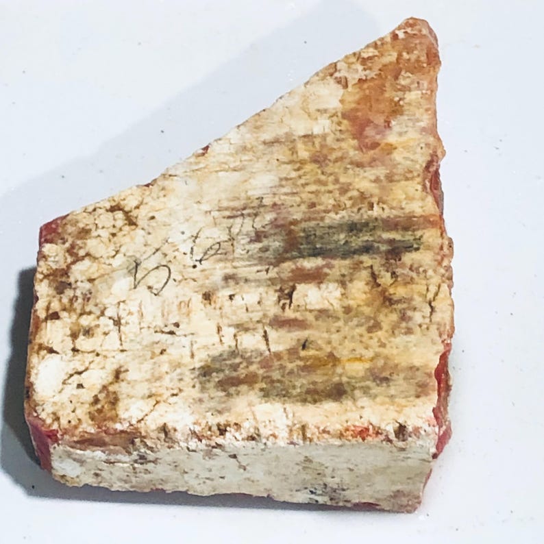Rare Vintage Coral Rough Lapidary Slab, Vintage Natural Coral Lapidary ...