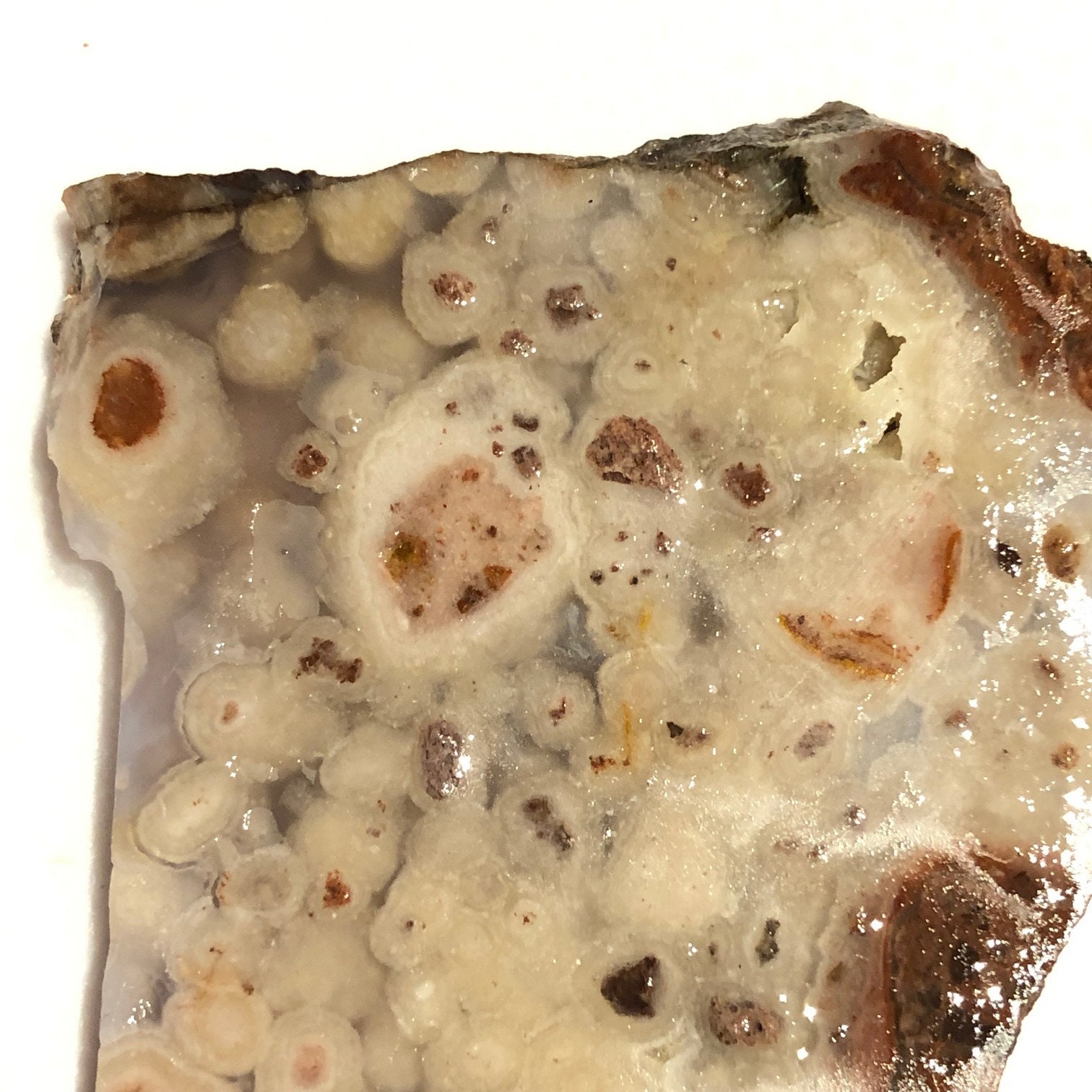 HTF Fisheye Fossil Agate Lapidary Slab Mexican Fish Eye Agate - Etsy