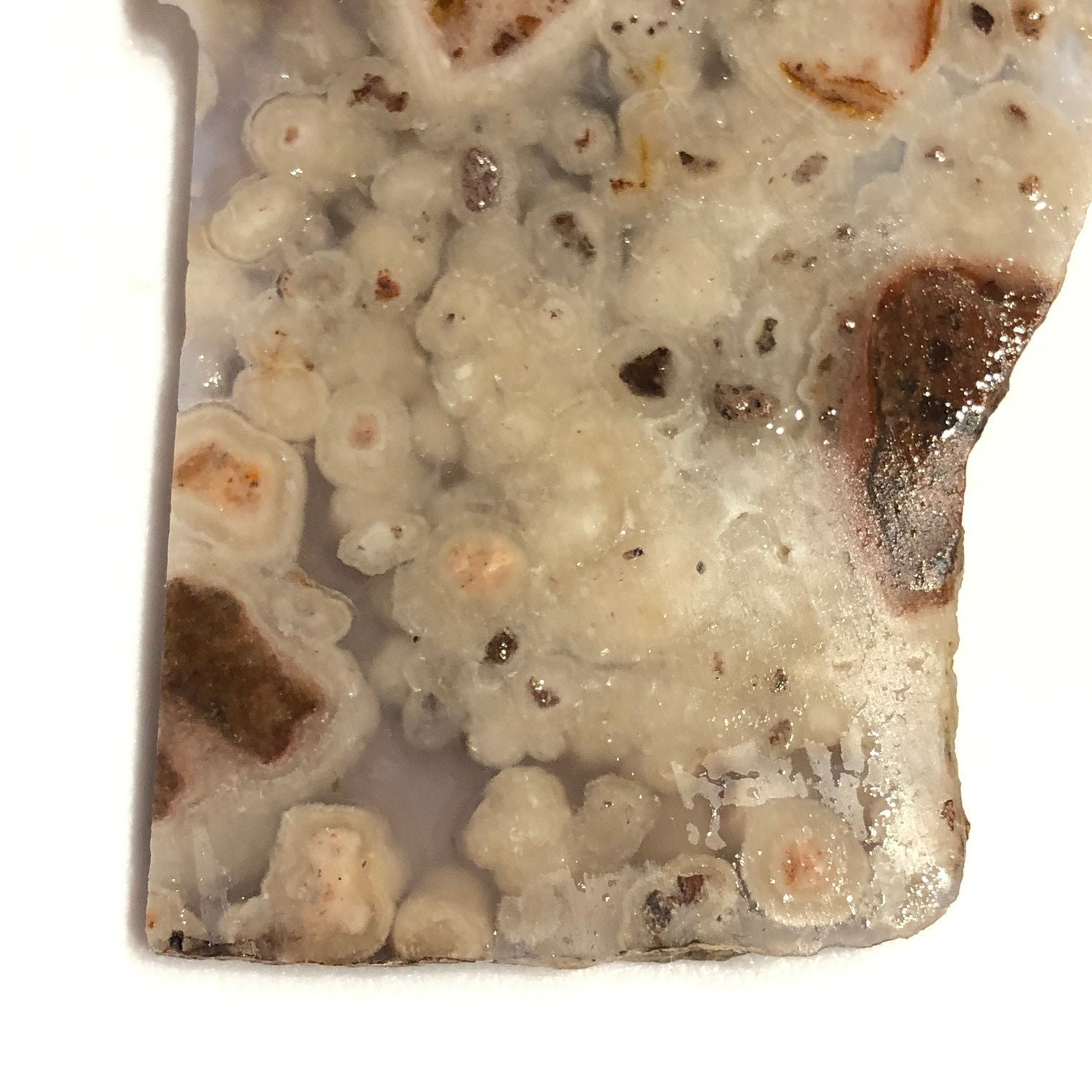 HTF Fisheye Fossil Agate Lapidary Slab, Mexican Fish Eye Agate ...