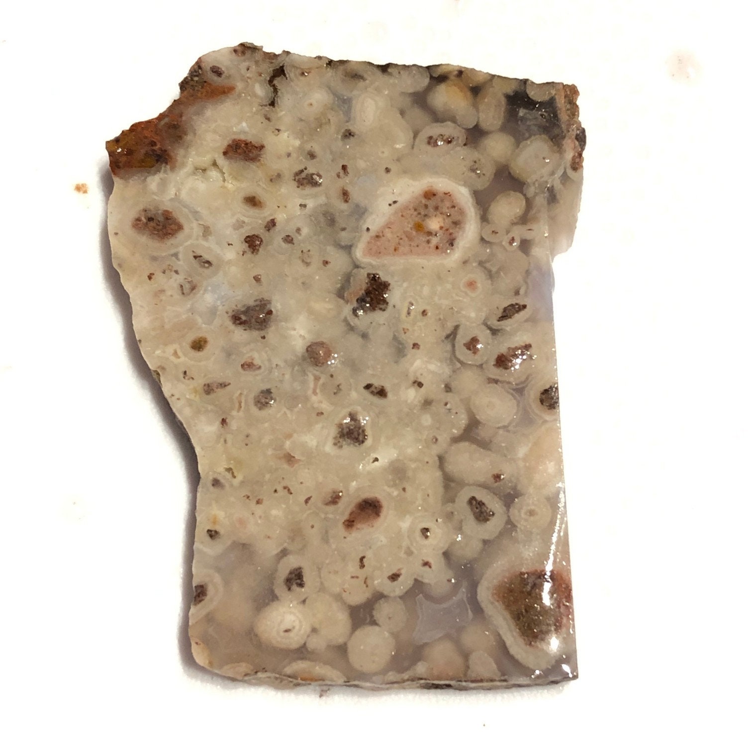 HTF Fisheye Fossil Agate Lapidary Slab Mexican Fish Eye Agate - Etsy